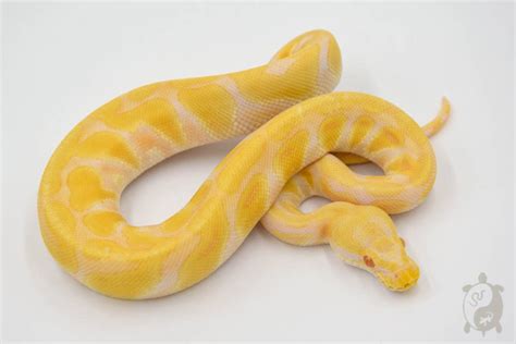 Python Regius Python Royal Boutique Terrario Center