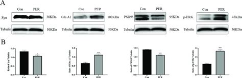 Western Blot Validations Of Syn Psd95 P Erk12 And Glua1 Proteins In