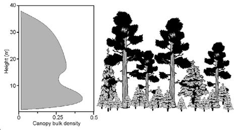 Visual Depiction Of Canopy Bulk Density And Its Distribution Throughout