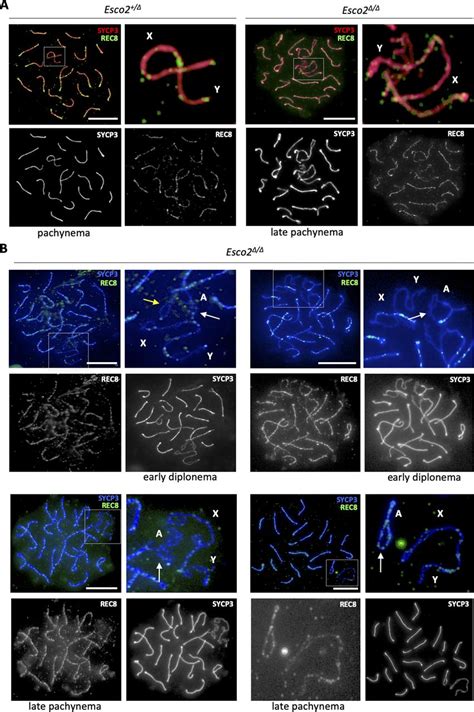 Meiotic Sex Chromosome Cohesion And Autosomal Synapsis Are Supported By Esco2 Life Science