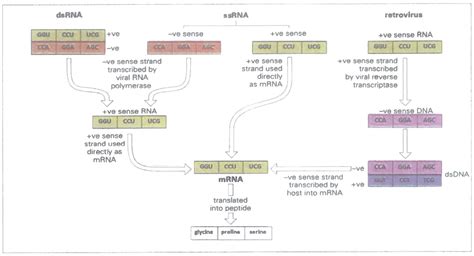 Virus Replication Steps Illustrated With Diagrams