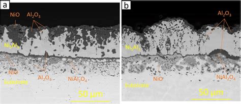 Sem Bse Cross Section Of The Aluminized Nial3ni2ox Composite