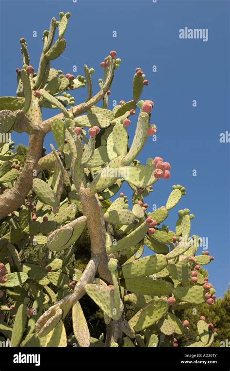 Erect Prickly Pear Stock Photo Alamy