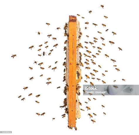 흰색 배경에 고립된 벌집 프레임을 향해 날아가는 꿀벌 떼 0명에 대한 스톡 사진 및 기타 이미지 0명 가까이 옴 곤충 Istock
