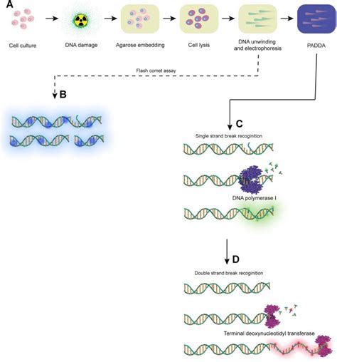 Visualizing Dna Single And Double Strand Breaks In The Flash Comet Assay By Dna Polymerase