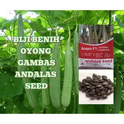 15 Biji Benih Oyong Gambas Hibrida Andalas Seed Lazada Indonesia