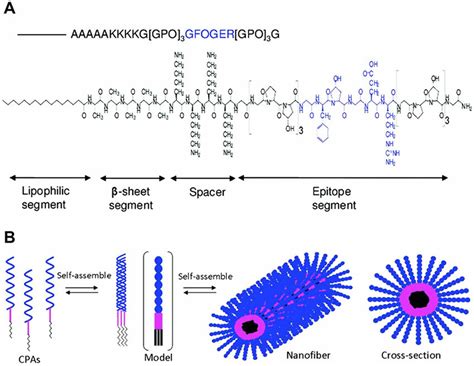 Generation Of Nanofibers Through The Self Assembly Of Collagen Mimetic Download Scientific