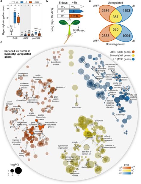 阴凉诱导的下胚轴伸长需要质膜甾醇生物合成和自噬的结合 Nature Communications X Mol