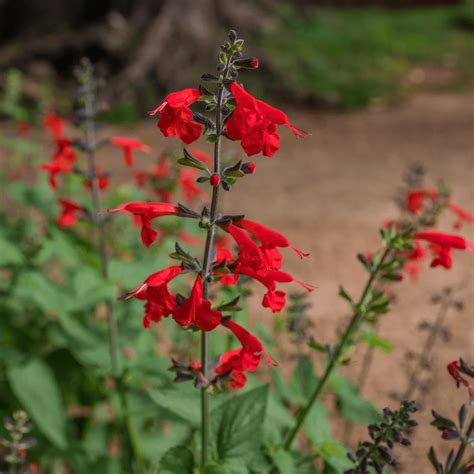 Texas Sage Seeds Salvia Coccinea Monticello Shop
