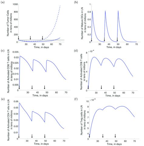Predicted Time Courses Of Cell Numbers After Concurrent Administration
