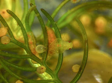 Freshwater Macroinvertebrate Trait Database Updated Earth Sciences New Zealand Niwa