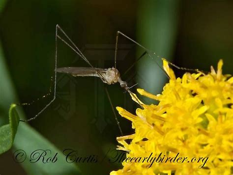 5001037 Geranomyia Limonia Bugguide Net