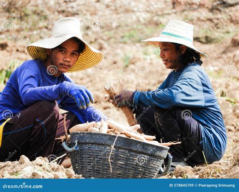 Cassava Farmer Thai Farmers Harvest Cassava In The Countryside Of