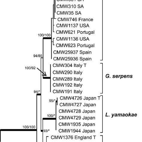 Ml Tree Derived From Analysis Of Its2 Lsu Dataset Bold Branches Have