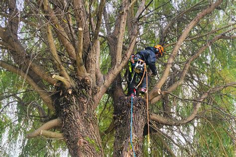 Rewarding Arboriculture Jobs In Whistler Garibaldi Tree