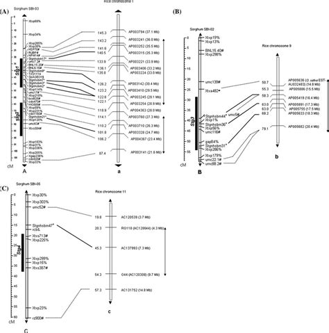 A B And C Are Sorghum Consensus Maps Sbi 03 Sbi 02 And Sbi 05 Download Scientific Diagram