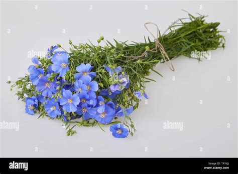 Bouquet Of Blue Flax Flowers Isolated On White Background Bouquet Of
