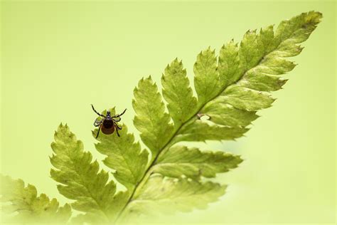Ixodes Ricinus 피마자 콩 틱 진드기 Pixabay의 무료 사진