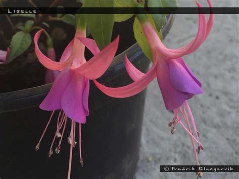 Libelle Fuchsiafinder