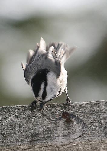 Random Musings A Commentary On Rural Living…