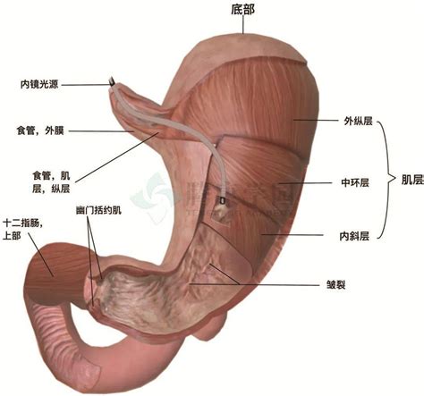 【内脏与疼痛】胃壁的组成结构黏膜的表面胃腺