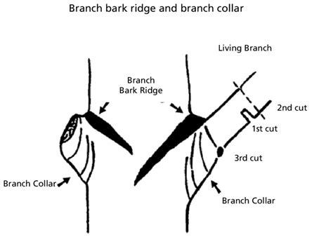 How To Remove A Large Branch From A Tree Download Scientific Diagram
