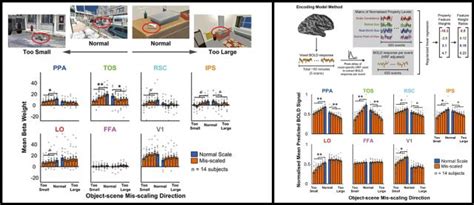 New Viu Lab Paper Finds Selective Encoding Of Object Scene Scale