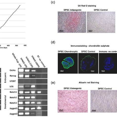 Characterisation Of The Selected Clonal Cell Population Isolated From Download Scientific