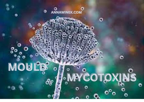 Indoor Mould Types Dangers And Mycotoxin Testing Guide Anna Winek