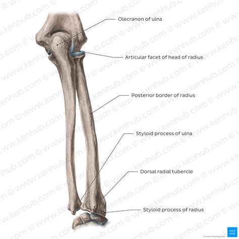 Elbow And Forearm Forearm Muscles And Bones Anatomy Kenhub