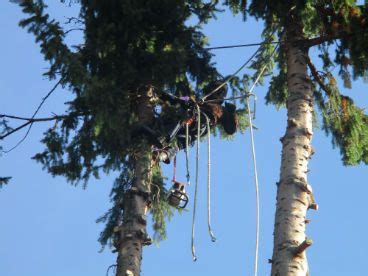 How To Know When A Tree Needs To Be Removed