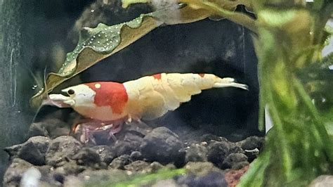 レッドビーシュリンプ抱卵 くぅさん趣味