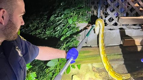 Waterford Township Officers Catch Escaped Python