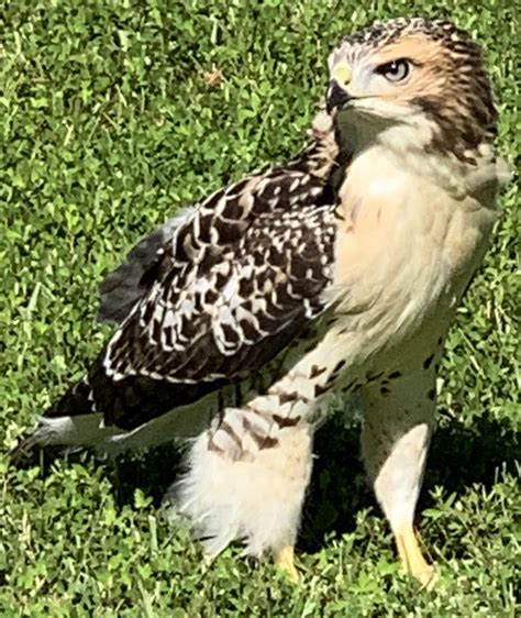 Mr Mouse Is No More R Birdsofprey