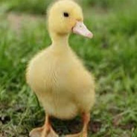 Stream Quack Its The Duck Song By Sawyer By Dynamo 111 Listen Online