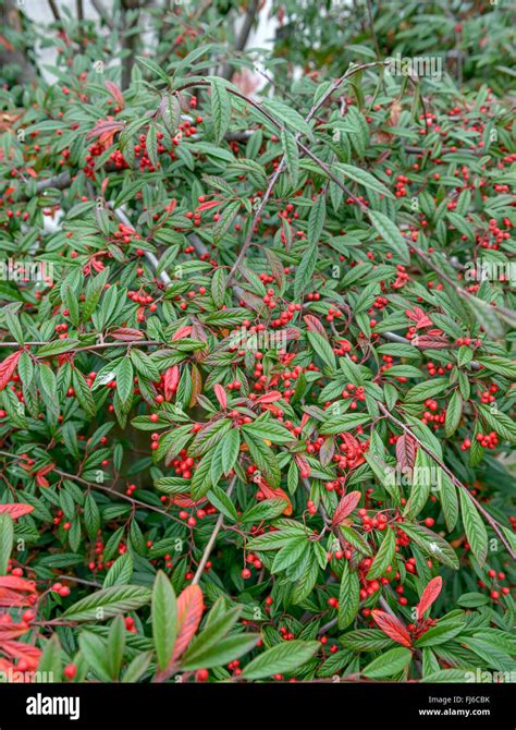 Willowleaf Cotoneaster Cotoneaster Floccosusm Cotoneaster Salicifolius