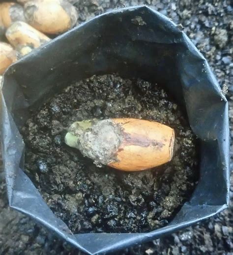 Cara Semai Biji Durian Teknik Sambung Pucuk Durian Cara Mempercepat Pembuahan Saka Doci