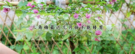 三角梅最迟几月份不能修剪 发财农业网