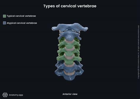 Types Of Cervical Vertebrae Anatomyapp