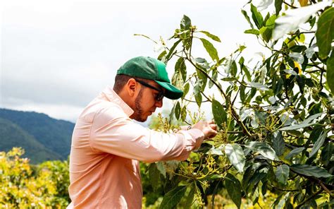 Early Detection Of Tree Diseases Assessment Methods