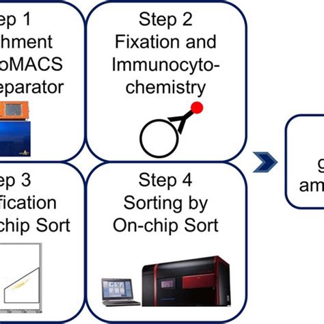 Protocol For Csc Enrichment Enumeration Sorting And Sequencing An
