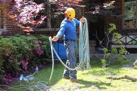 Trees Removal Permit Requirements Texas Tree Surgeons