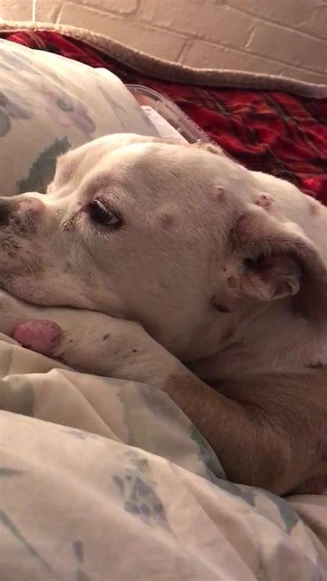 Josh And His Critters Home Facebook