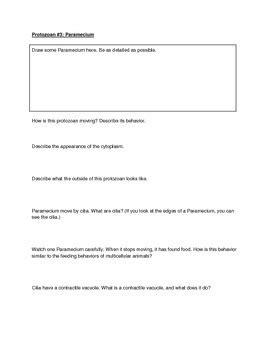 Protozoa Lab By Happy Cat Science Teachers Pay Teachers