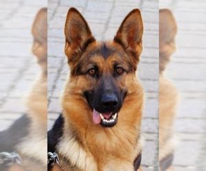 All About Shollie Dog Breed