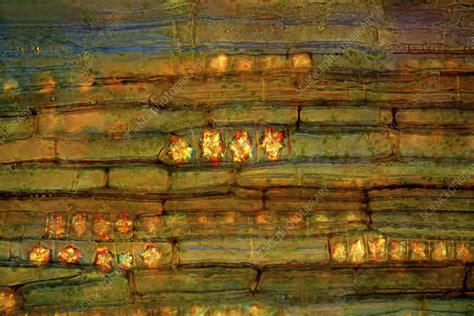 Nettle Stalk Light Micrograph Stock Image C057 8070 Science Photo Library