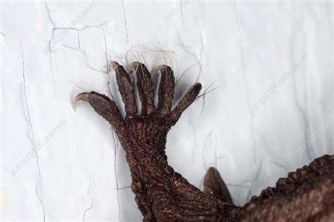 Little Brown Bat Foot Stock Image Z9150129 Science Photo Library