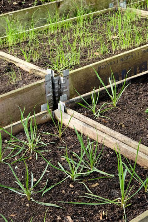 蔬菜 菜园 生物学 农业 素食 清新 饮食产业 食品 环境 健康