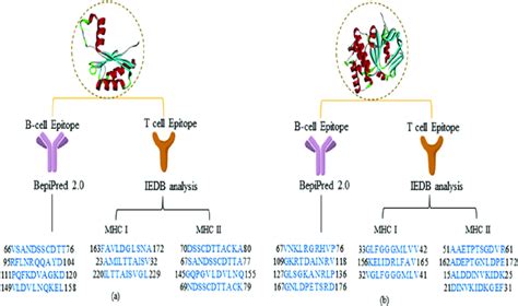 B Cell And T Cell Epitope Predicted Residues For Target Antibody Download Scientific Diagram