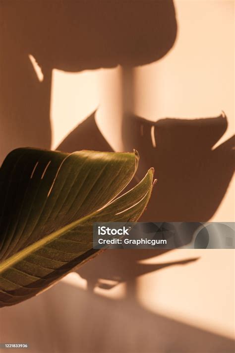 벽에 아름다운 그림자 야자수 잎 블로거를위한 창의적이고 최소한의 스타일 컨셉 0명에 대한 스톡 사진 및 기타 이미지 0명 건물 정면 광고 Istock